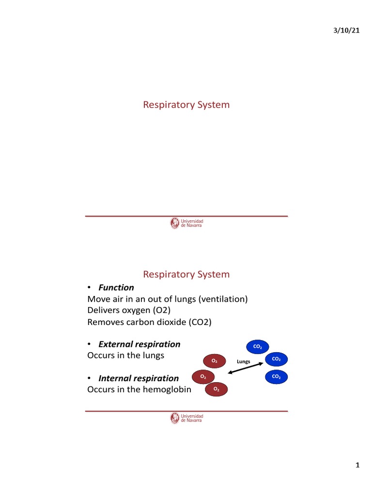 Respiratory System Integrated All(1) | PDF | Respiratory Tract | Lung