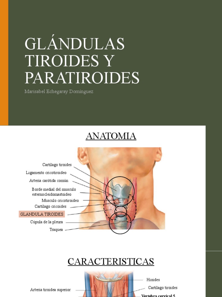 GLÁNDULAS TIROIDES Y PARATIROIDES | PDF | Tiroides | Laringe
