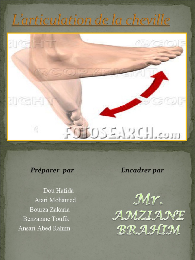 Articulation de La Cheville-1 | PDF | Jambe humaine | Articulation ...