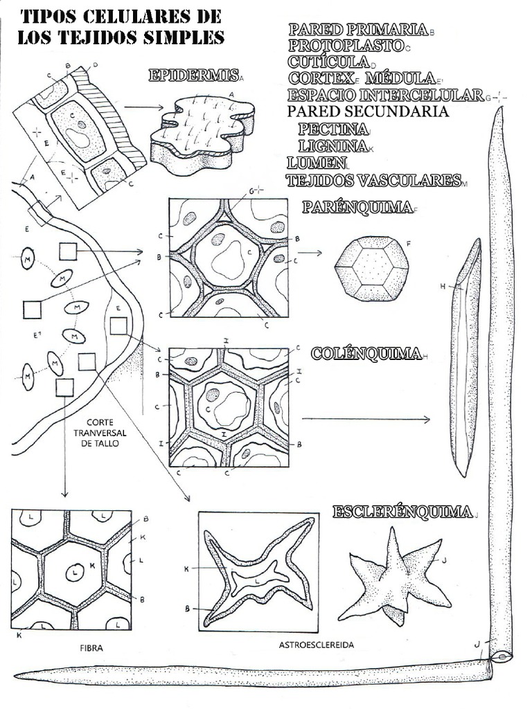 E1. Células y Tejidos | PDF