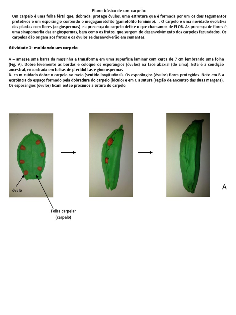 Roteiro Evolução de Carpelos | PDF | Morfologia vegetal | Plantas