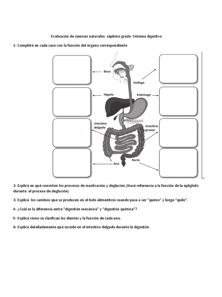 Evaluación de Ciencias Naturales, Séptimo Grado, Sistema Digestivo | PDF
