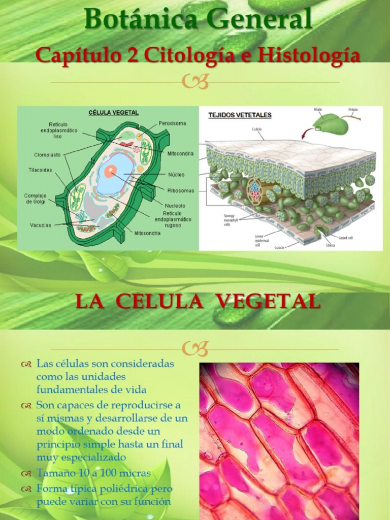 Cap 2. Botanica Gral. Citología e Histología-I 2020-I Im | PDF