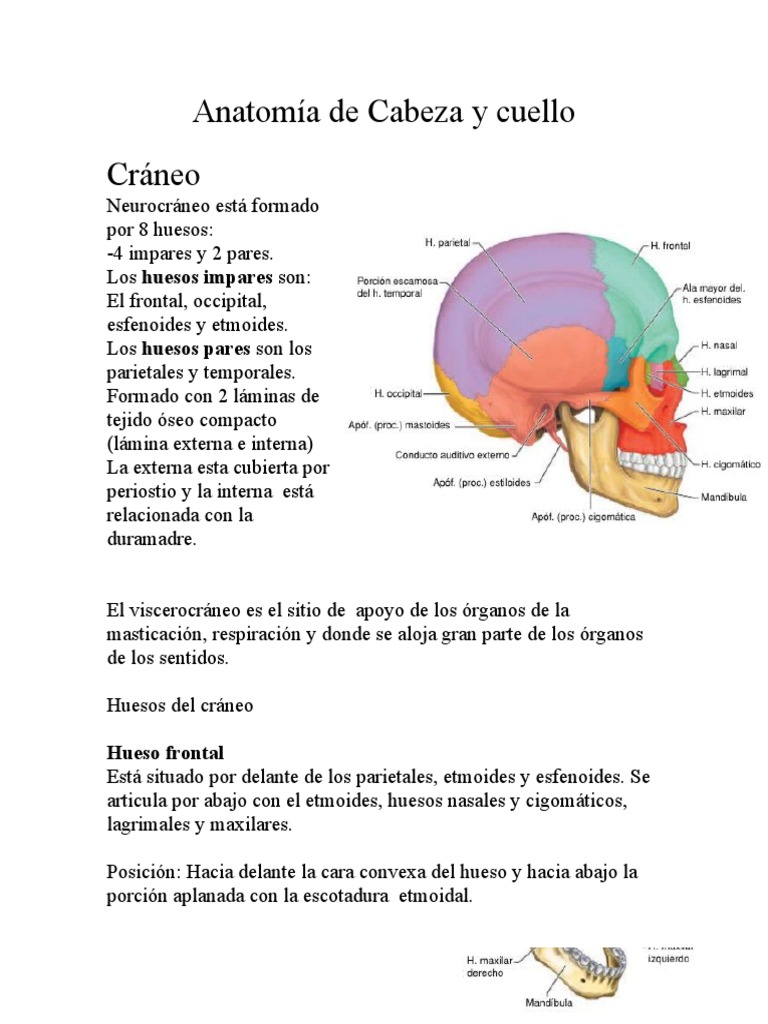 Anatomía De Cabeza Y Cuello Pdf Sistema Musculoesquelético Anatomía