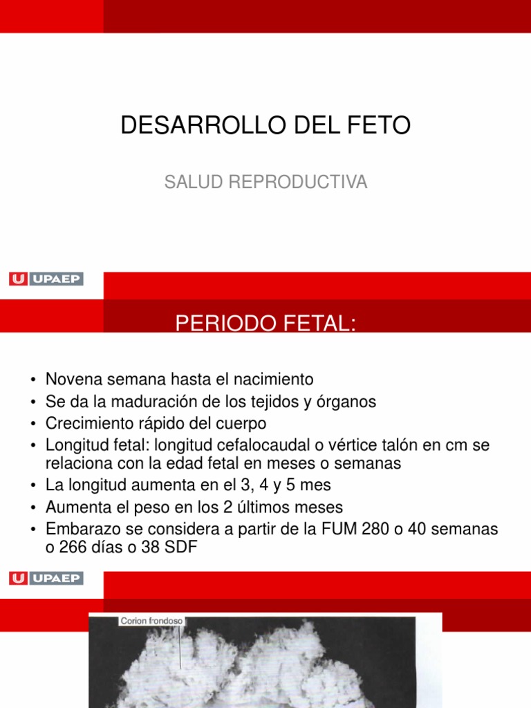 Desarrollo Del Feto | PDF | Placenta | Feto