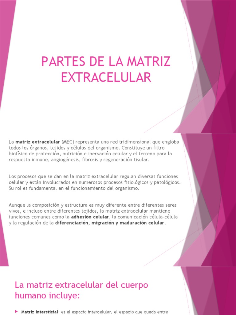Partes de La Matriz Extracelular | PDF