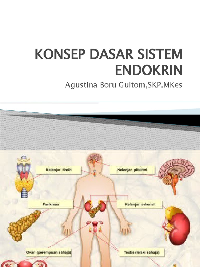 Anatomi Dan Fisiologi Sistem Endokrin | PDF