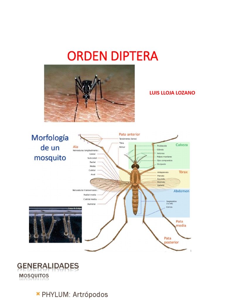 DIAPO ORDEN DIPTERA (MOSQUITOS) | PDF | Mosquito | Microbiología