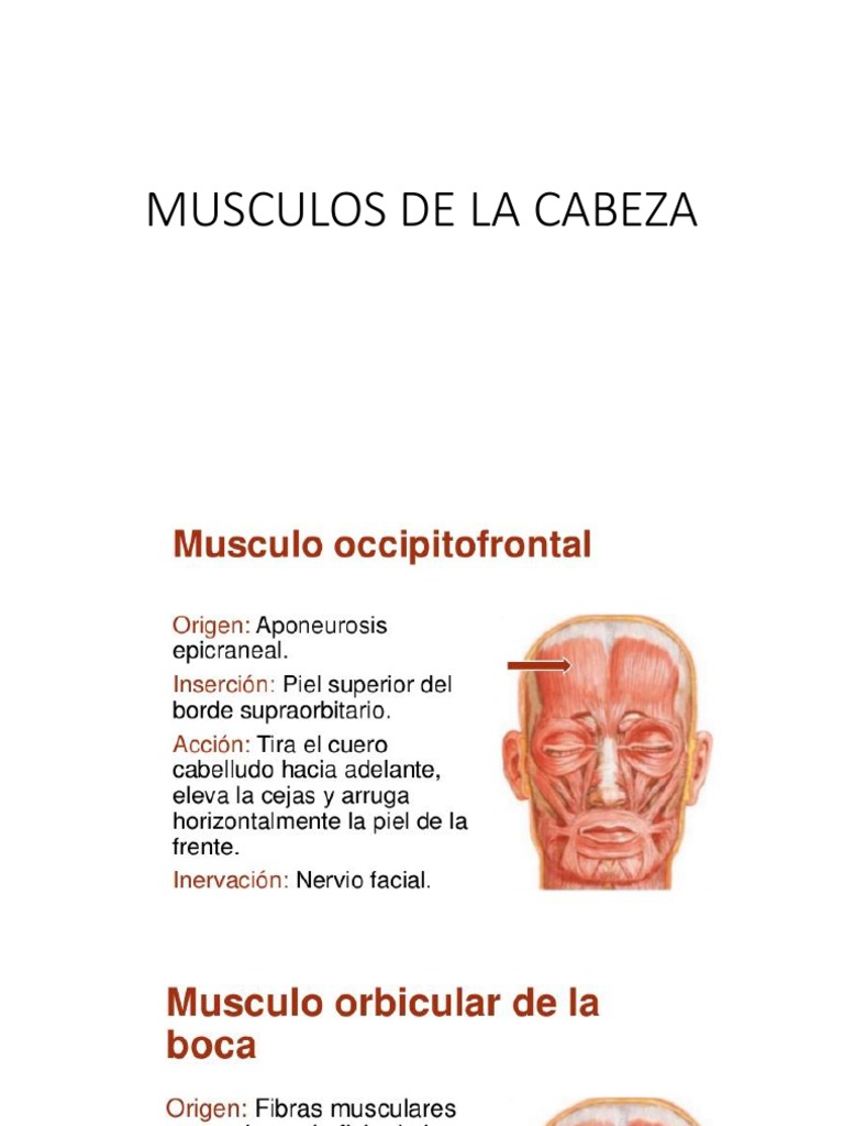 Musculos de La Cabeza | PDF