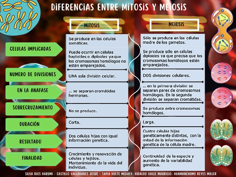 Diferencias Entre Mitosis y Meiosis | PDF