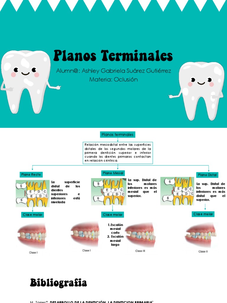 Planos Terminales | PDF | Ramas de Odontología | Anatomia dental