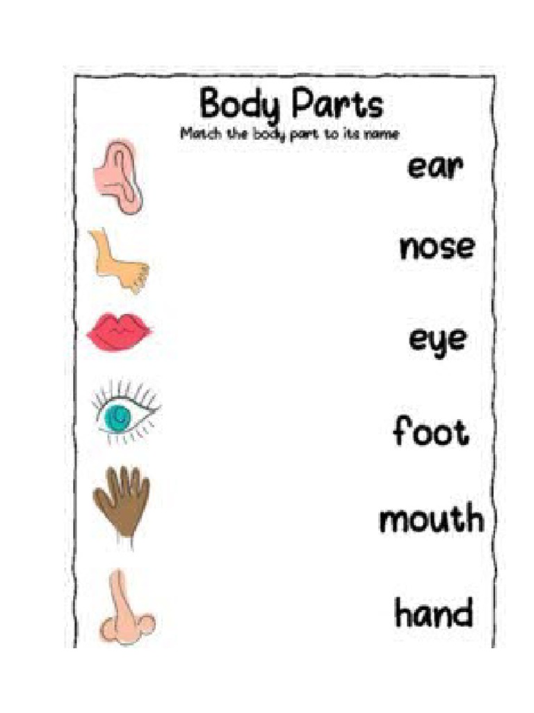 Body Part | PDF