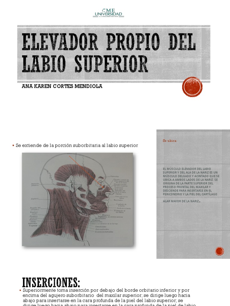 Anatomía y función del músculo elevador del labio superior y del ala de ...