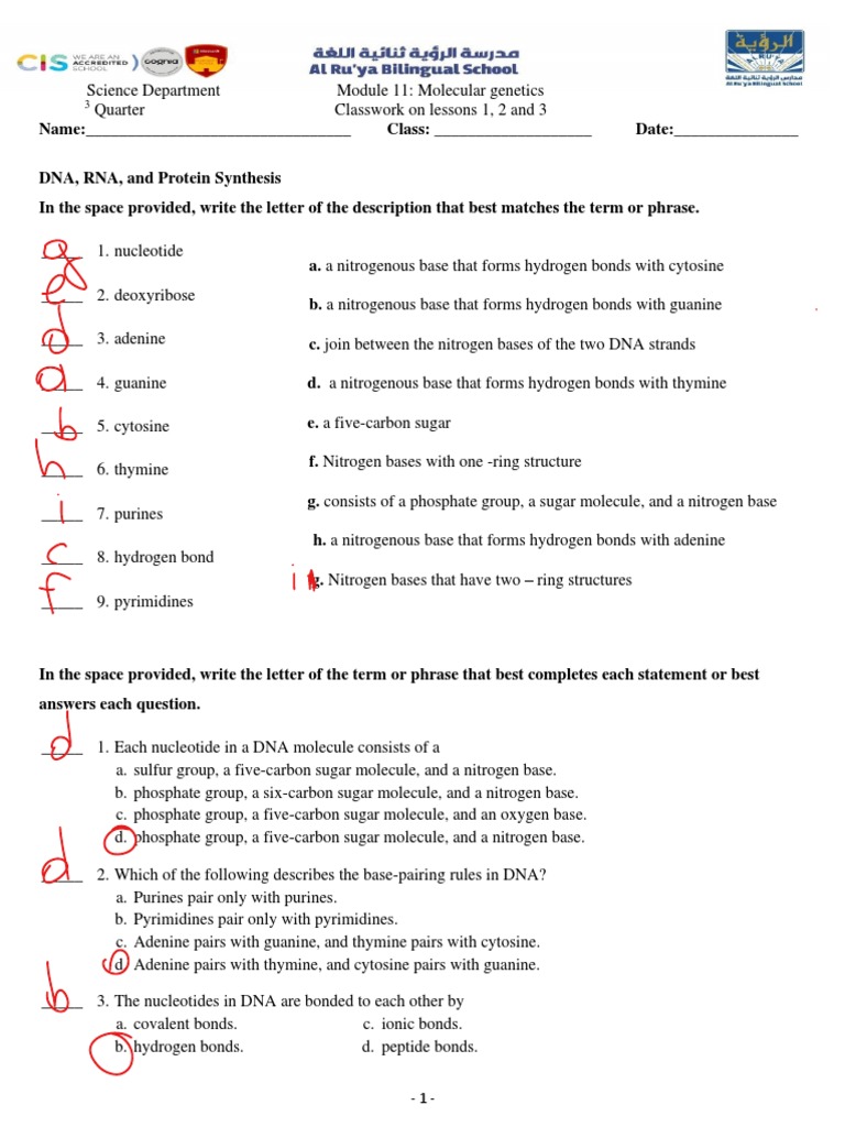 Module 11 Lessons 1,2 and 3 Worksheet-1 | PDF | Dna | Nucleic Acid Sequence