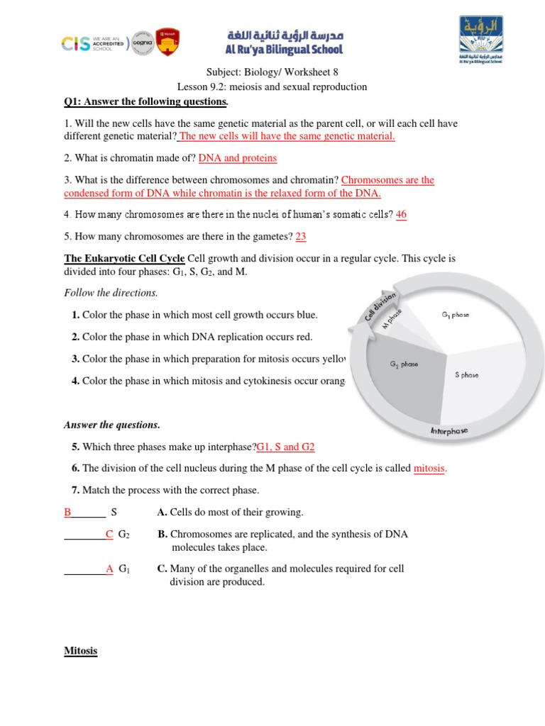 Answers-Worksheet 9.2 Meiosis and Sexual Reproduction | PDF | Meiosis ...