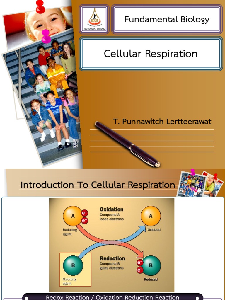Cellular Respiration | PDF | Cellular Respiration | Glycolysis