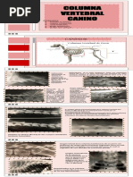 Anatomía Del Hueso Del Húmero Del Perro AnatomyLearner - El Lugar para ...