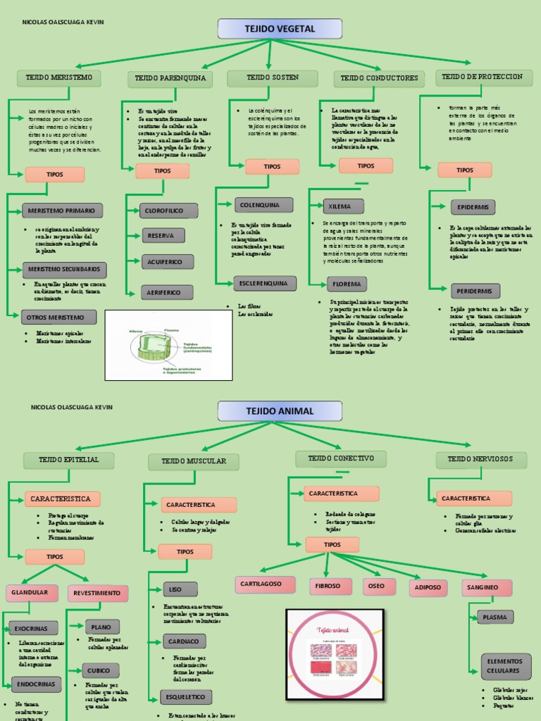 Mapas Conceptuales de Semana 9 A14 | PDF | Raíz | Reproducción