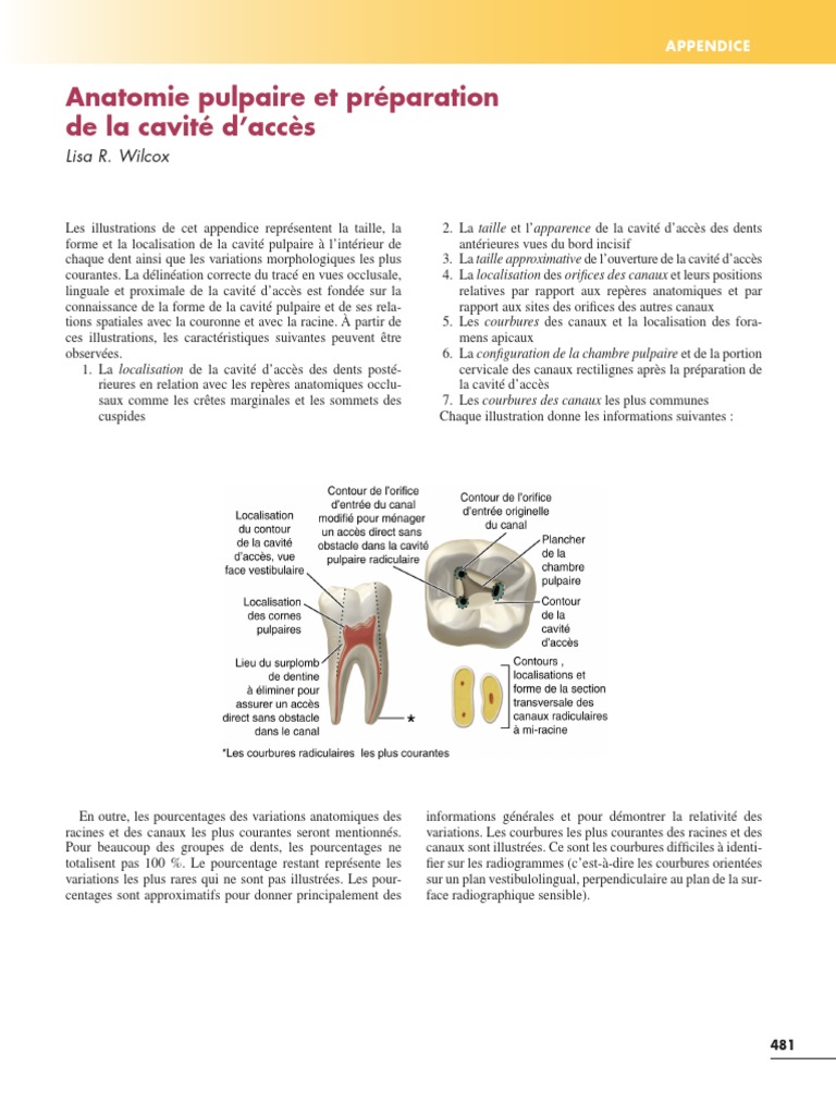 Anatomie Pulpaire Et Préparation de La Cavité D'accès: Lisa R. Wilcox ...