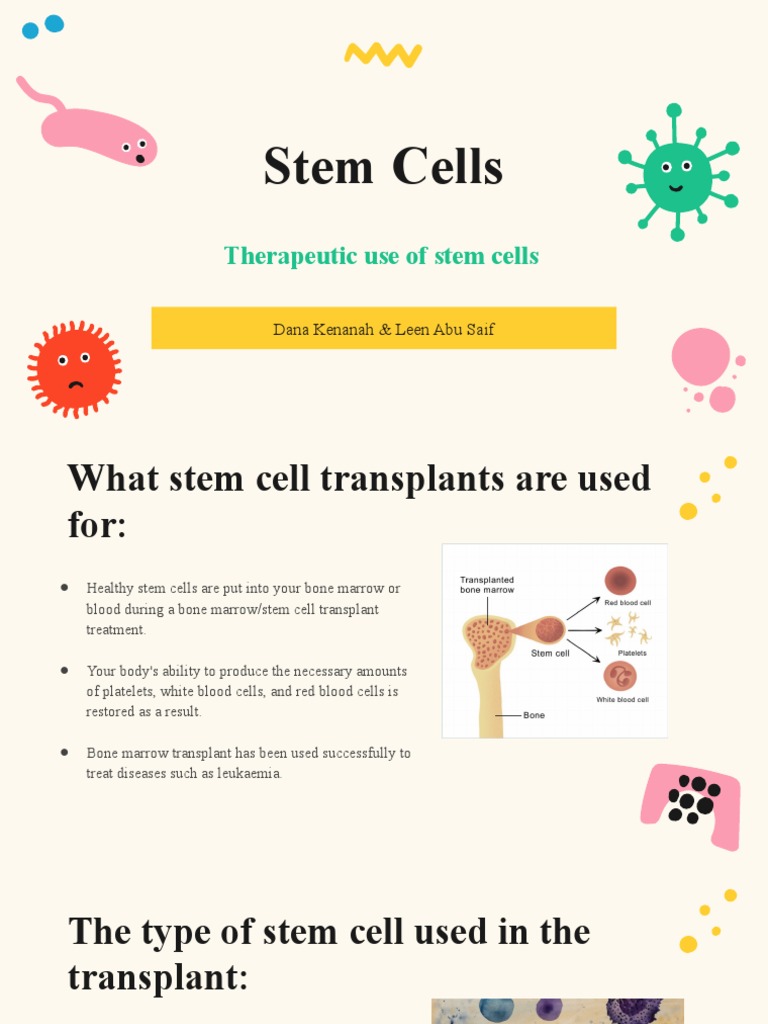 Biology - Stem Cells | PDF | Hematopoietic Stem Cell Transplantation | Bone Marrow