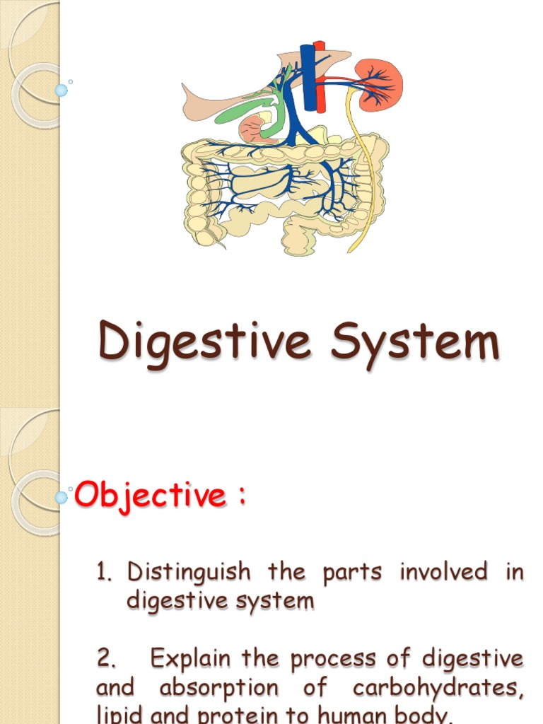Unit 4 - Digestive System | PDF | Digestion | Human Digestive System