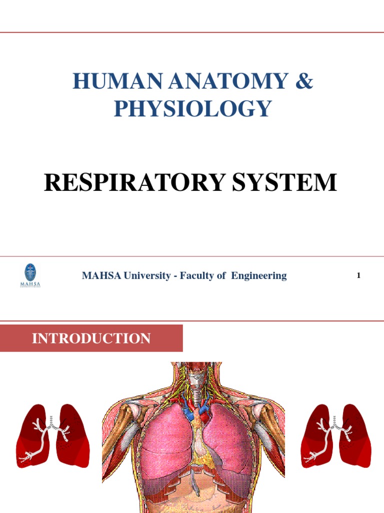 Unit 7 - Respiratory System | PDF | Lung | Respiratory Tract