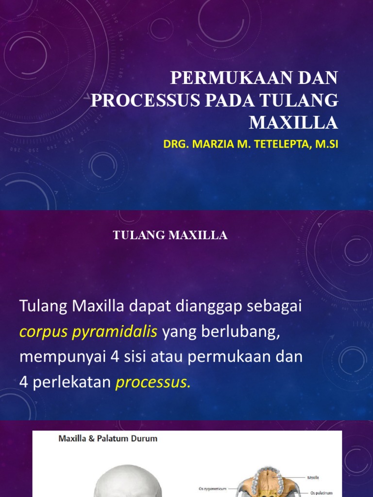 Permukaan dan Prosesus Tulang Maxilla | PDF