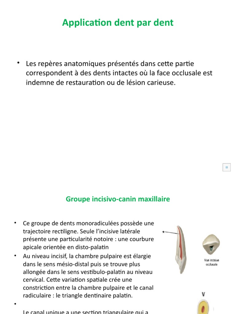 Son Cae2 Pdf Dent Humaine Dent