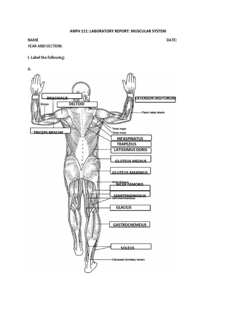 Muscular System Activity | PDF | Shoulder | Human Anatomy