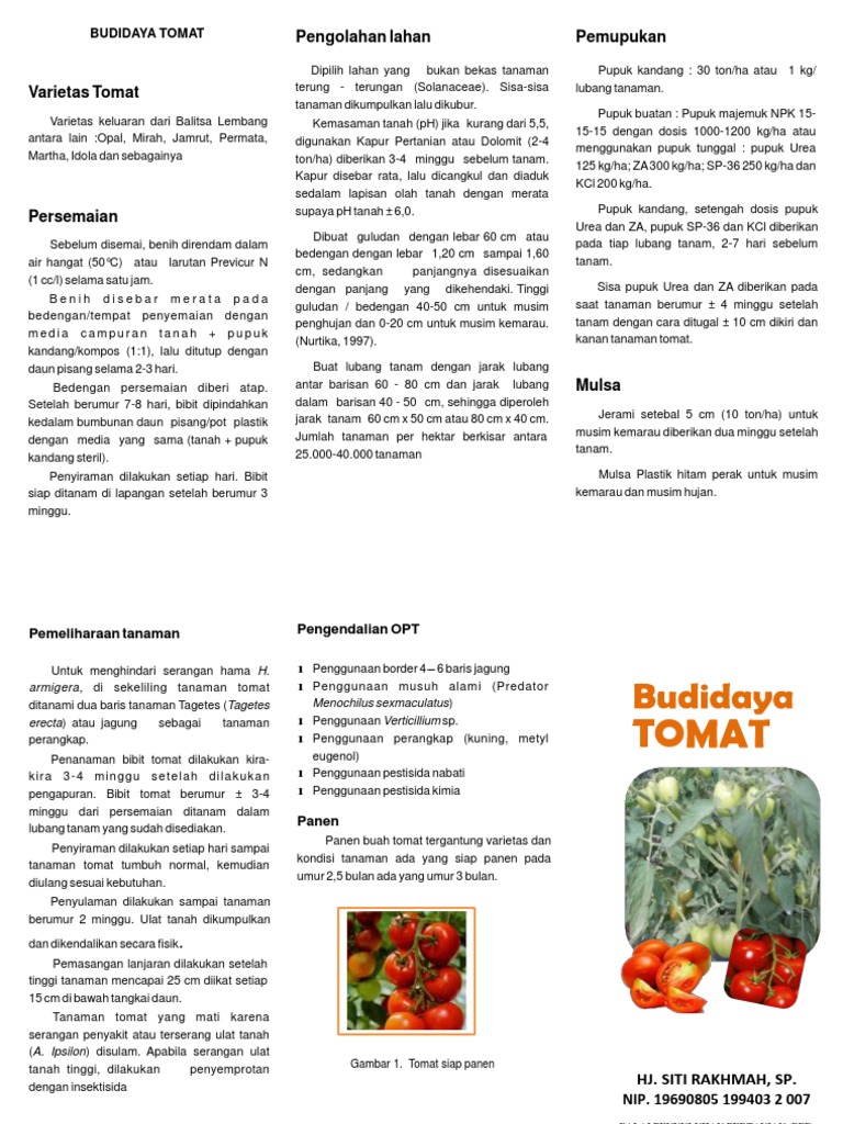 budidaya_tomat | PDF