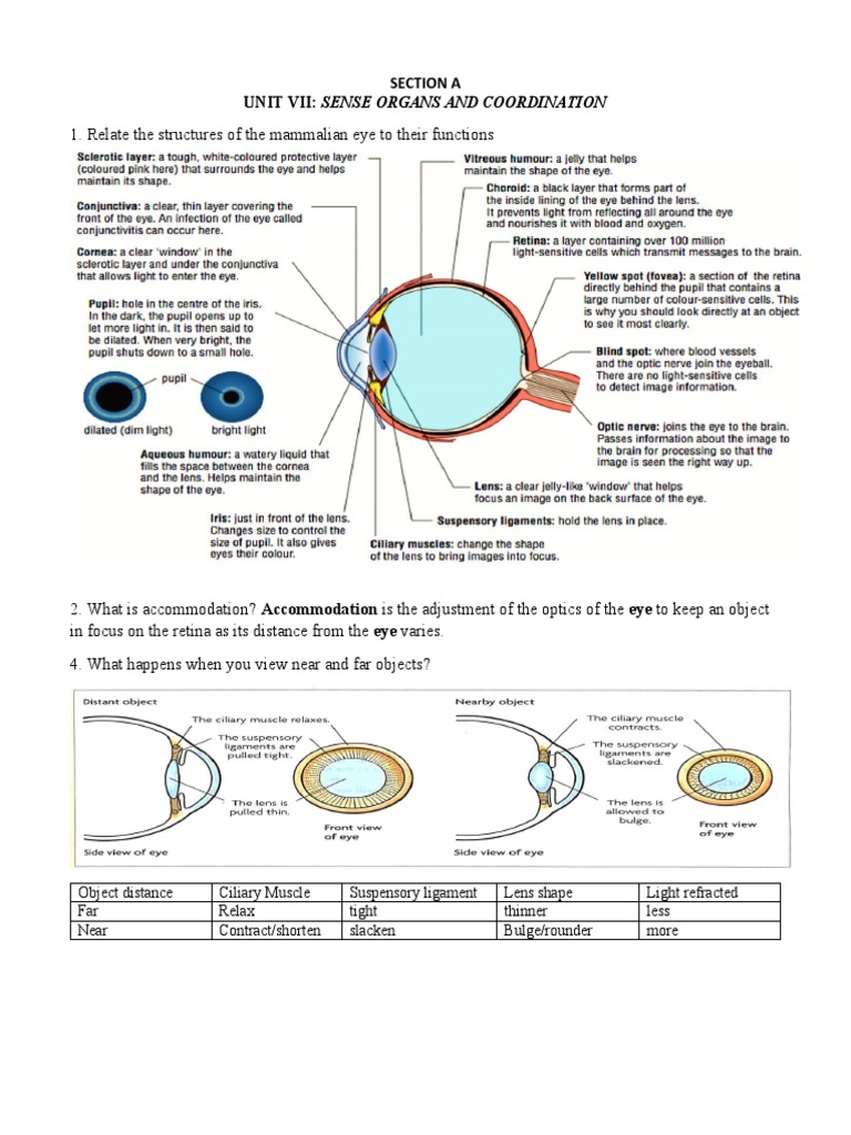 Understanding Sensory Organs and Functions | PDF | Sound | Ear