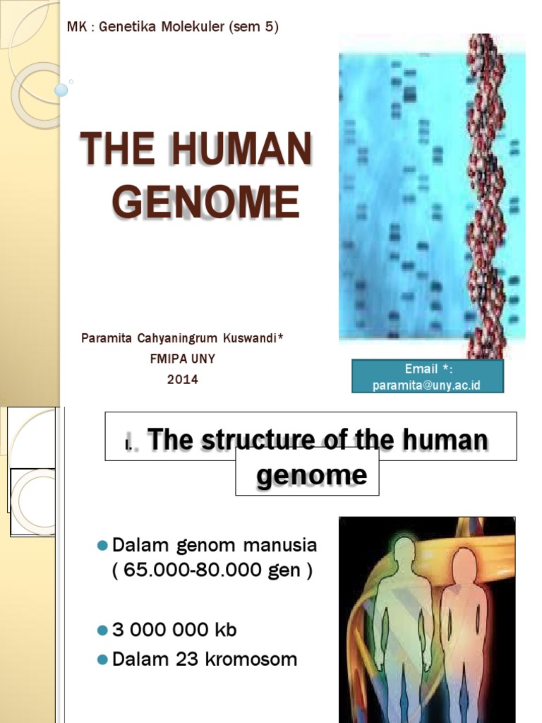 2the Human Genome | PDF