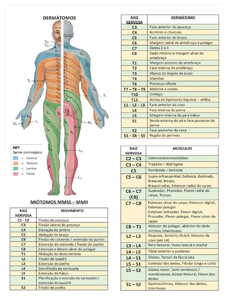 Dermatomos e Miotomos | PDF