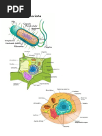 Kurzgesagt - in A Nutshell Map of Evolution Poster by Kurzgesagt | PDF