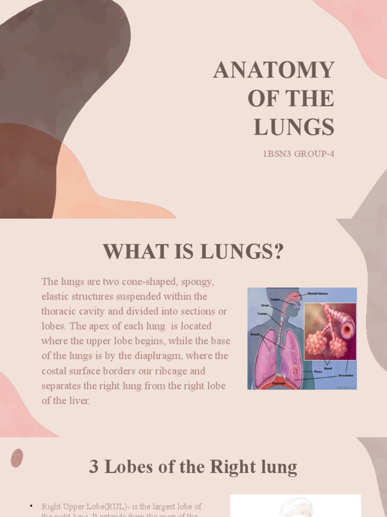 Lungs | Download Free PDF | Lung | Breathing