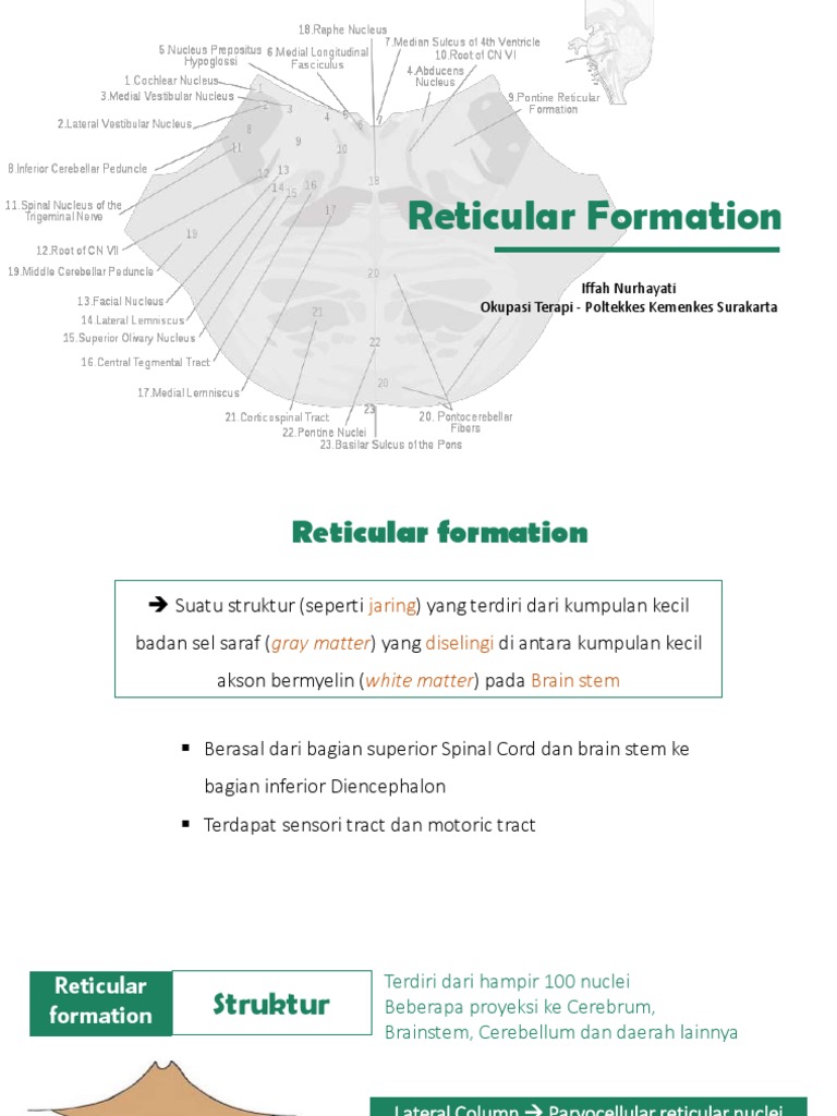 Struktur Formatio Reticularis Pdf