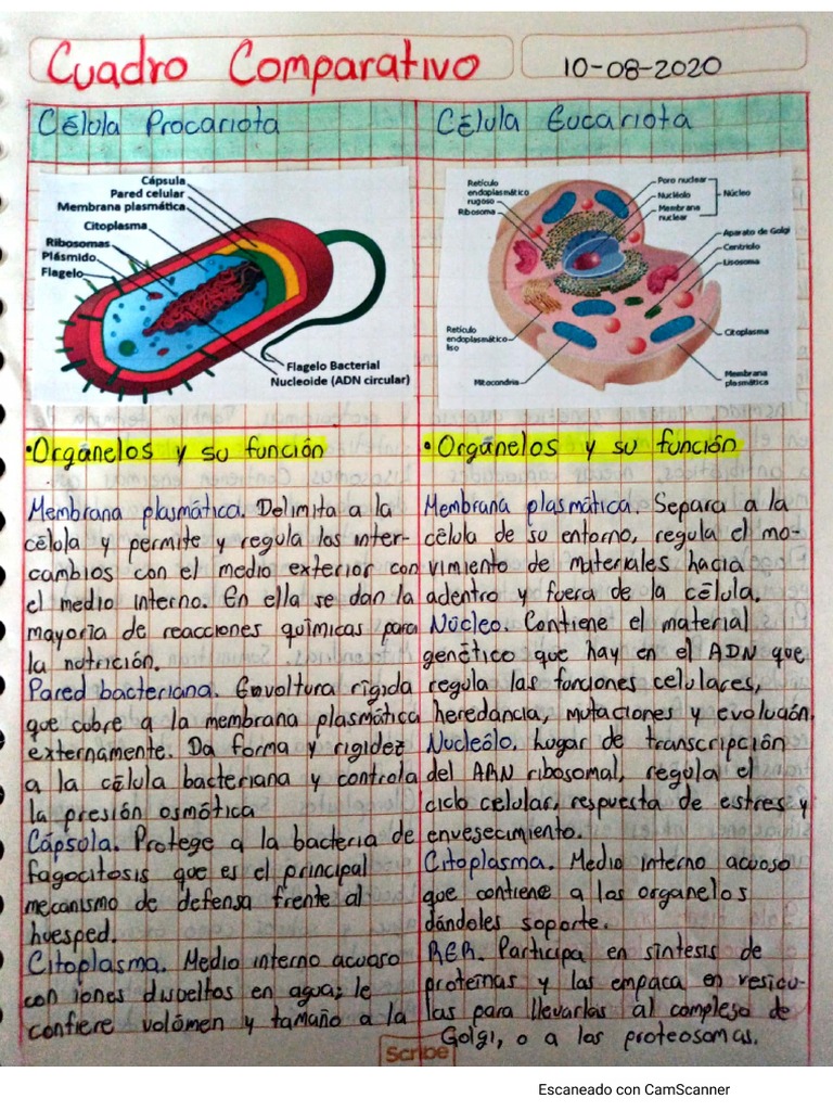 Cuadro Comparativo La Célula Eucariota y Procariota | PDF