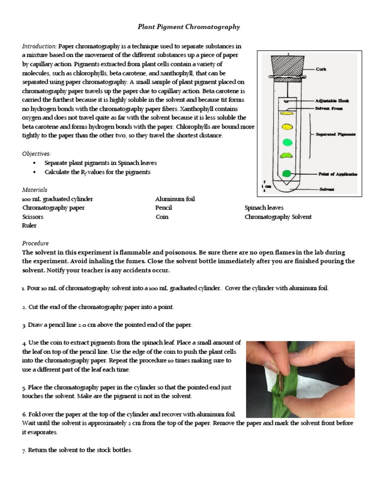 Plant Pigment Chromatography | PDF | Chromatography | Solvent