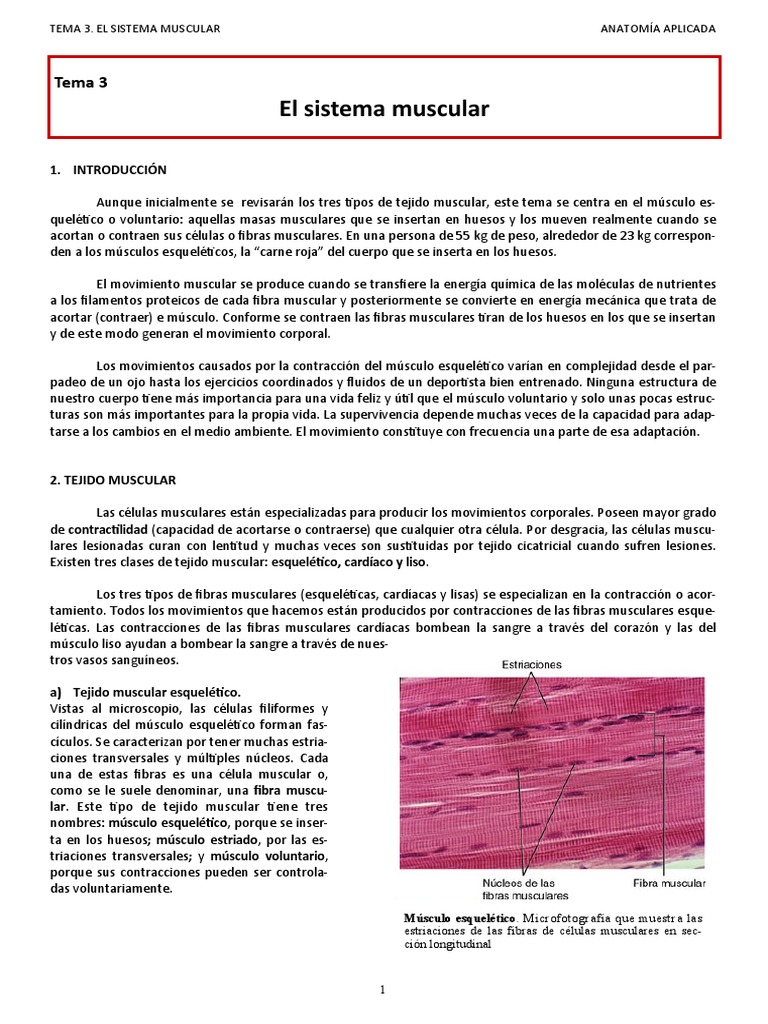 Tema 3 - Sistema Muscular | PDF | Músculo | Contracción muscular