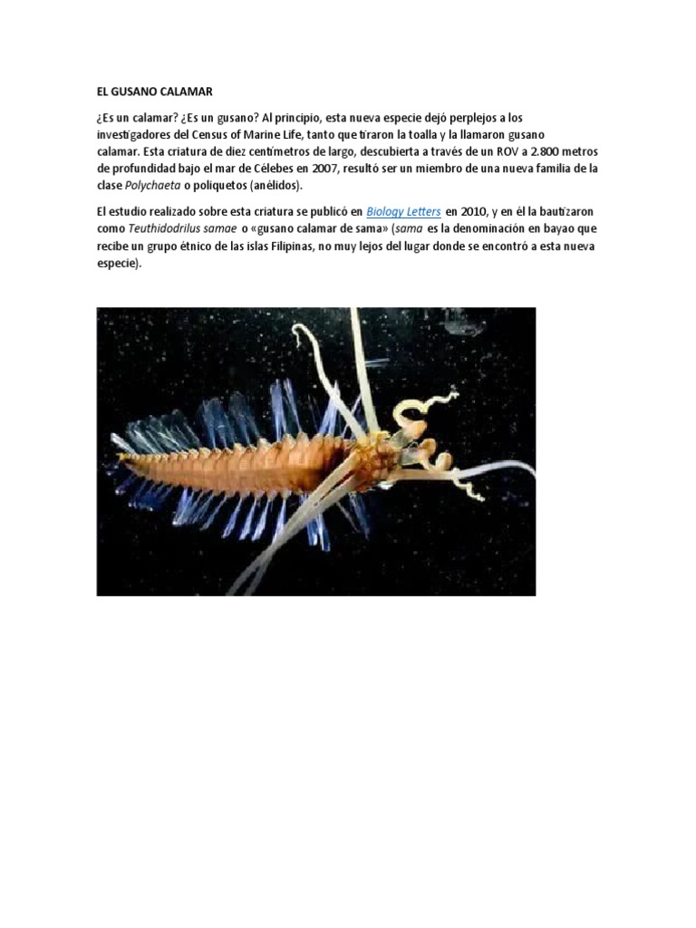 El Gusano Calamar: Teuthidodrilus samae | PDF | Ciencias sociales
