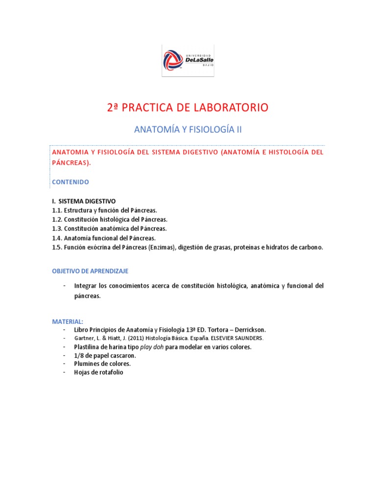 2a Práctica de Lab AyFII Sistema Digestivo Páncreas | PDF | Páncreas | Anatomía