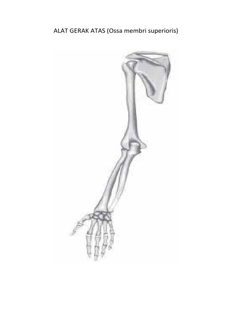 Alat Gerak Atas | PDF