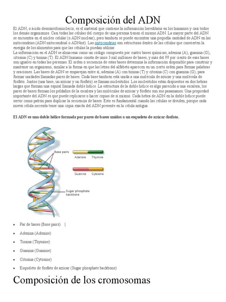 Composición Del ADN y Cromosomas | PDF | Adn | Cromosoma