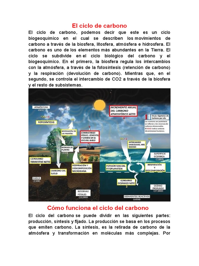 El Ciclo de Carbono | PDF | Ciclo del carbono | Dióxido de carbono
