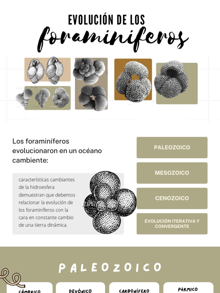 Evolucion de Foraminiferos | PDF | Evolución | Estratigrafía