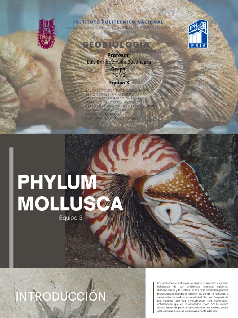 Phylum Mollusca | PDF | Moluscos | Bivalvia