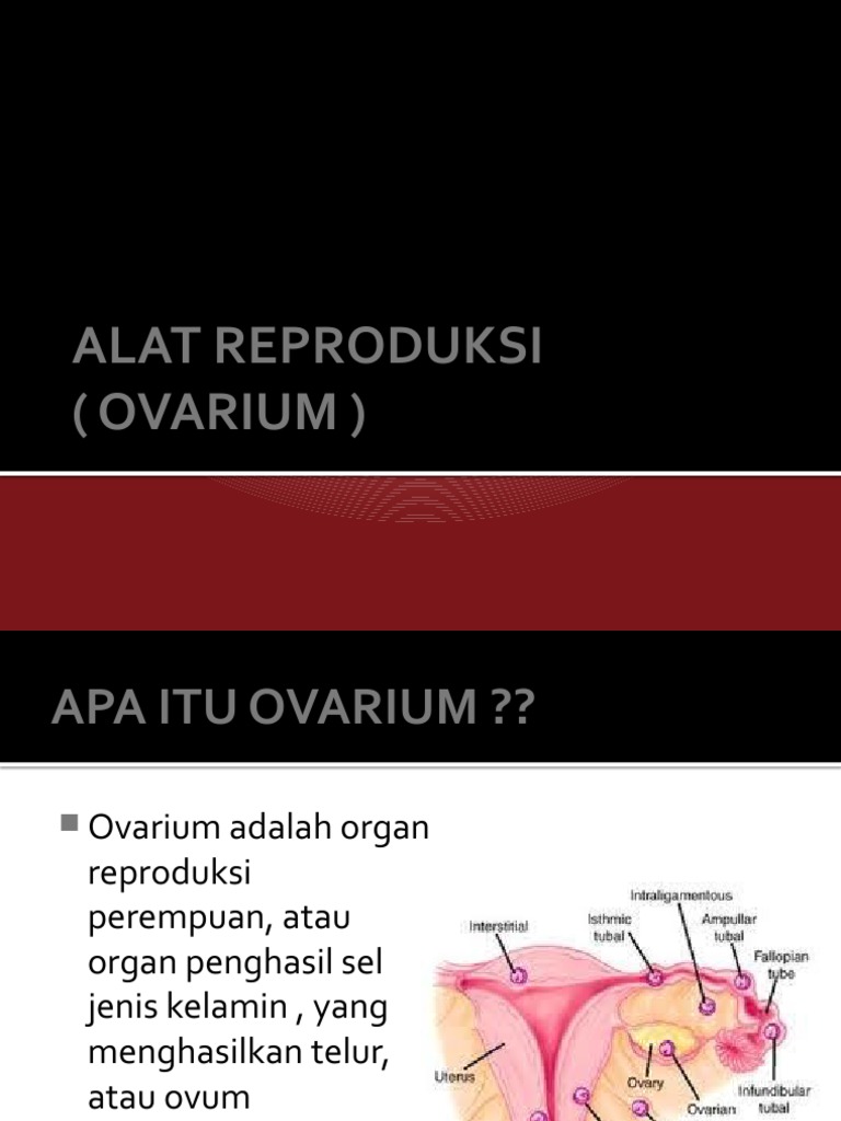 ANATOMI Ovarium | PDF