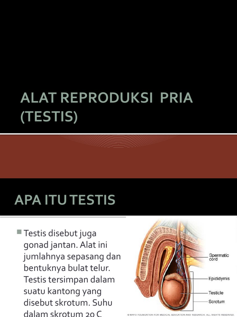 Anatomi Testis | PDF