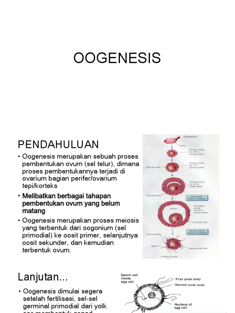 Oogenesis | PDF