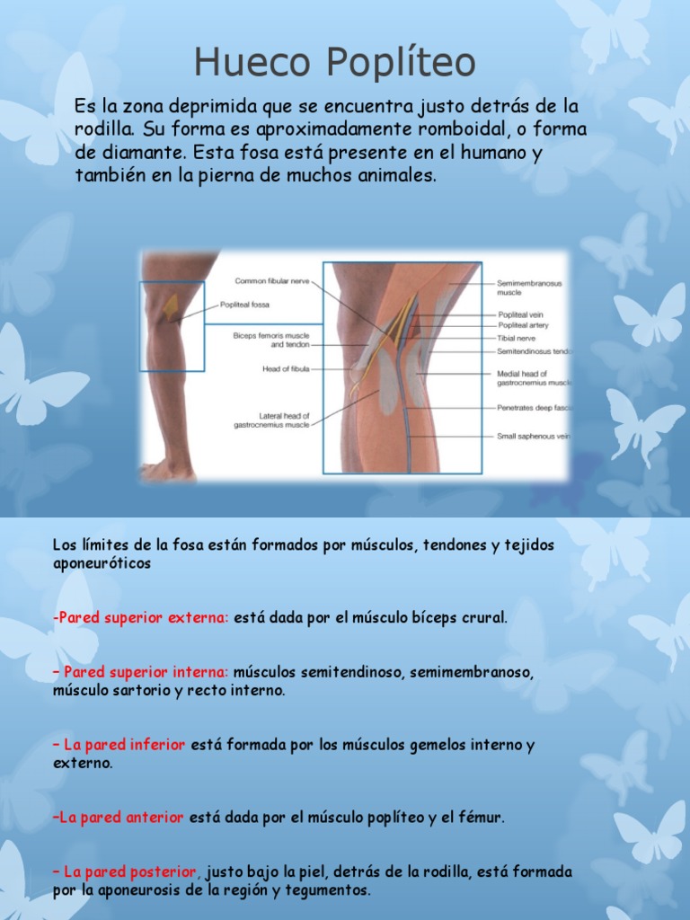 Hueco Poplíteo | PDF